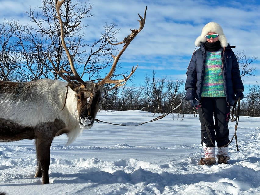 Authentic Sami Reindeer Herding Adventure in Arctic Norway | GetYourGuide