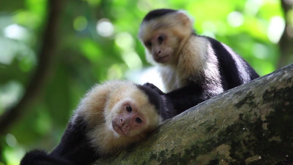 Excursión con monos de los manglares de Costa Rica | GetYourGuide