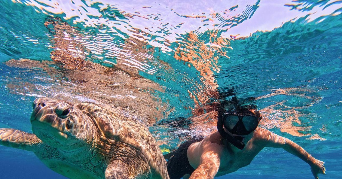 Swim with Turtles - Spectacular Experience | GetYourGuide