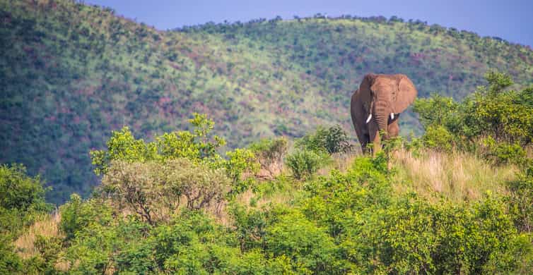 South Africa Joburg: Pilanesberg National Park Day Tour | GetYourGuide