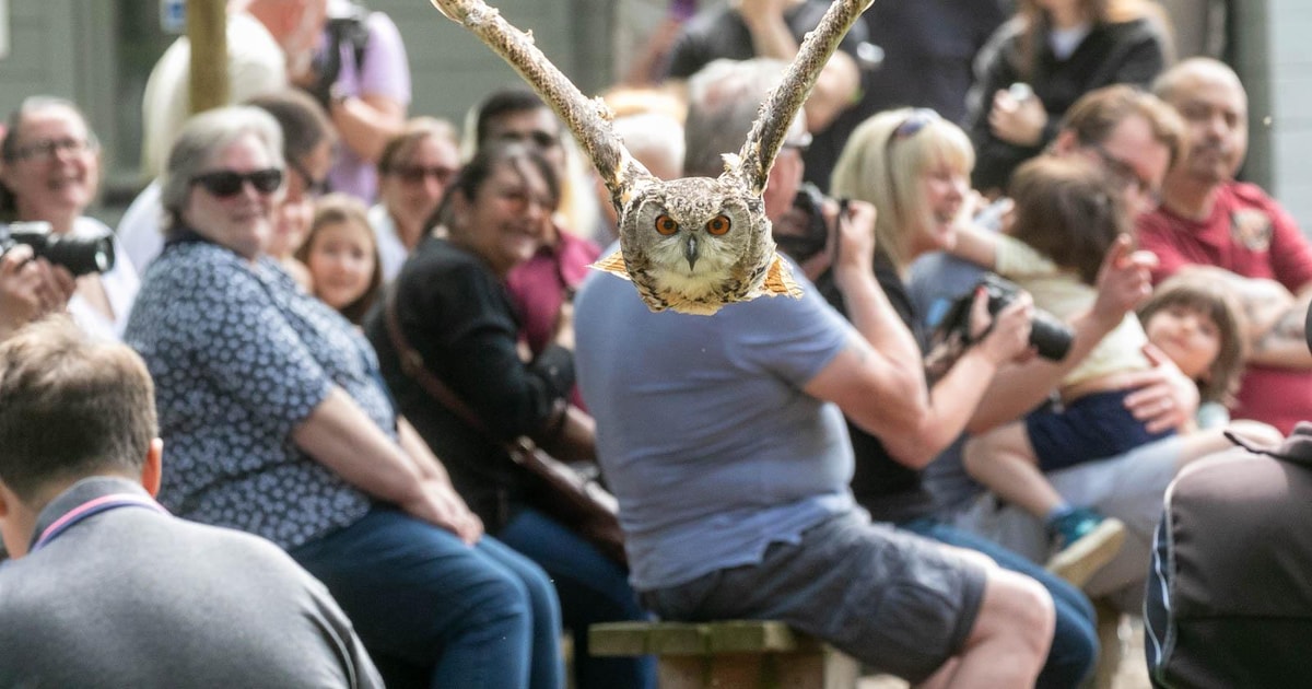 ヨーク：ヨーク猛禽類センターへの入場 | GetYourGuide