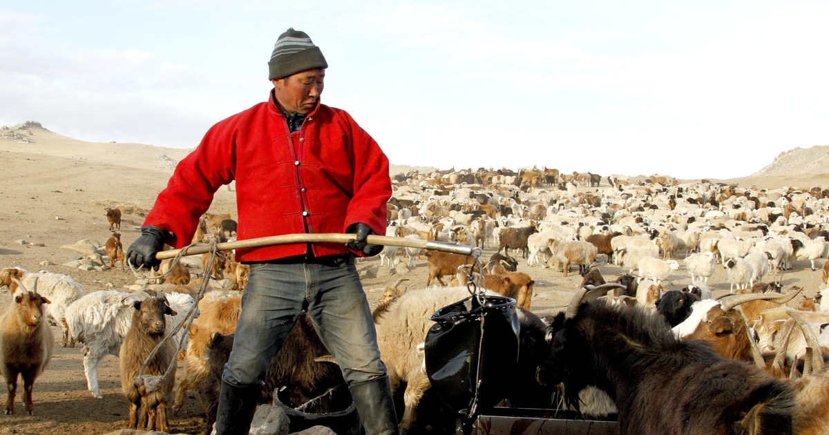From Ulaanbaatar: 3-Day Mongolian Nomadic Life Experience | GetYourGuide