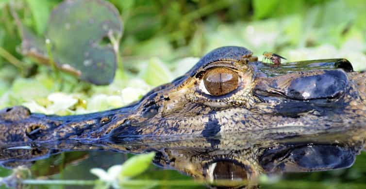 Neotropical Forest 2 Days | GetYourGuide