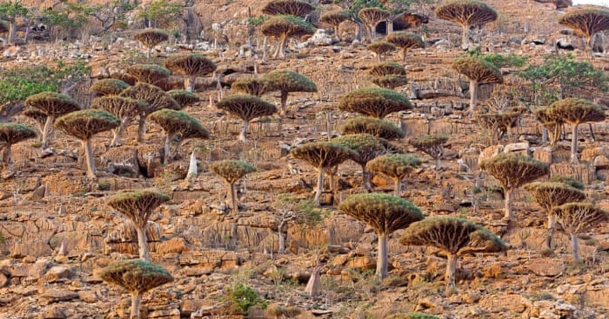Socotra Island: Multi-Day Expedition with Camping | GetYourGuide
