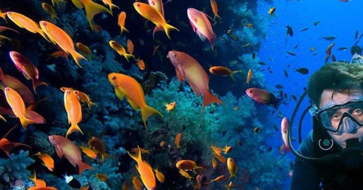 Jeddah: Scuba Diving discovery | GetYourGuide