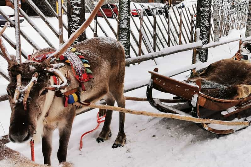 Rovaniemi: Meet Santa Claus, Reindeer Sleigh Ride & Huskies | GetYourGuide