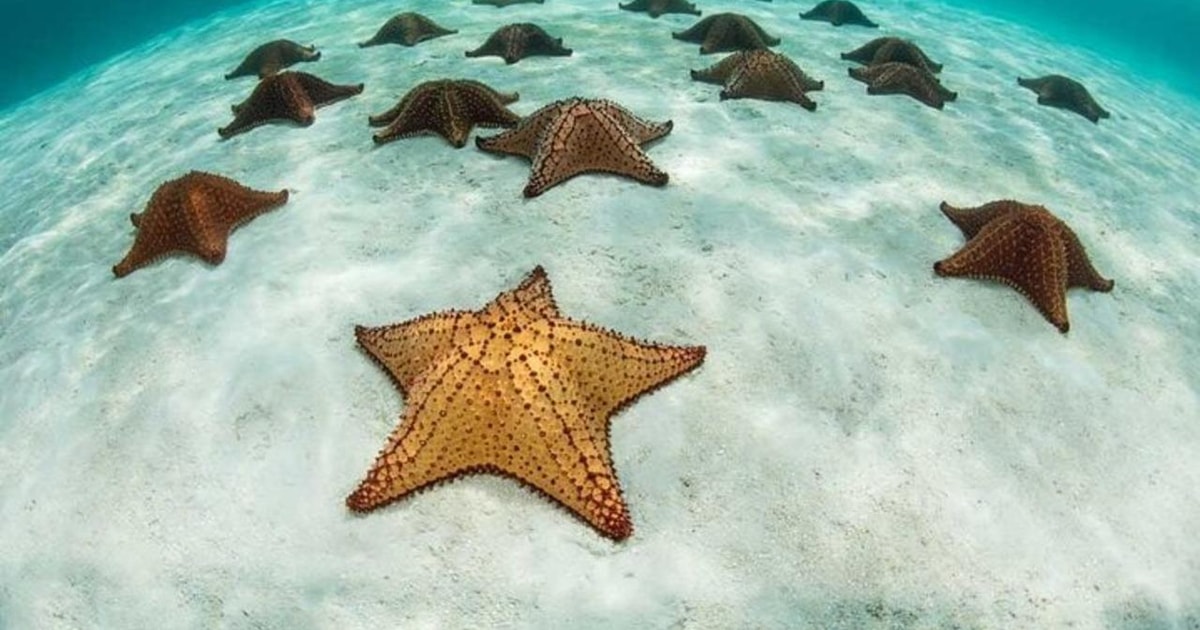 Blue lagoon snorkeling, Starfish & the rock restaurant visit | GetYourGuide