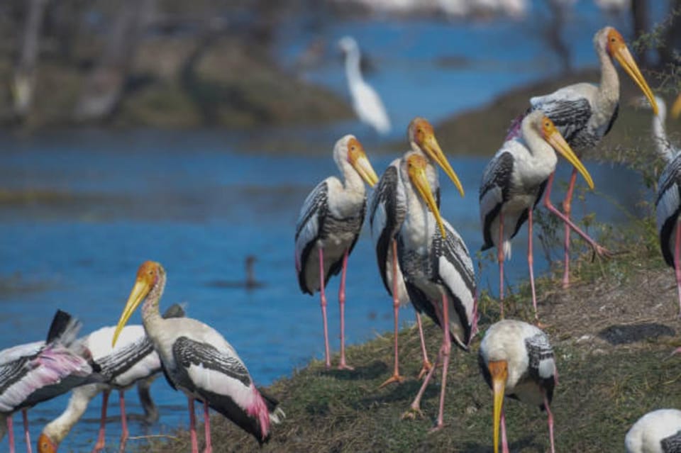 Keoladeo Bird Sanctuary Day Trip From Jaipur via Chand Baori | GetYourGuide