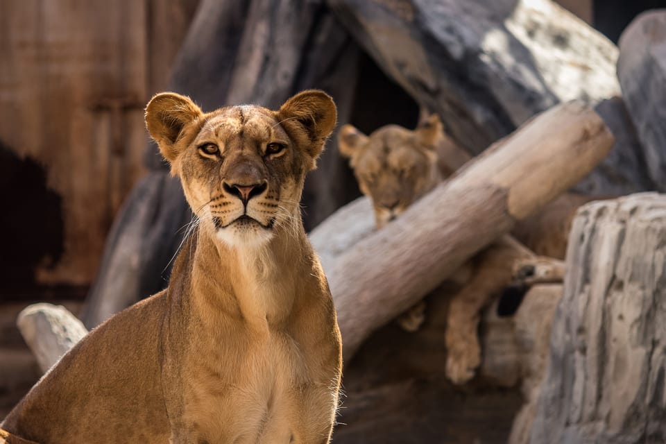 Abu Dhabi: Emirates Park Zoo Entry Ticket | GetYourGuide