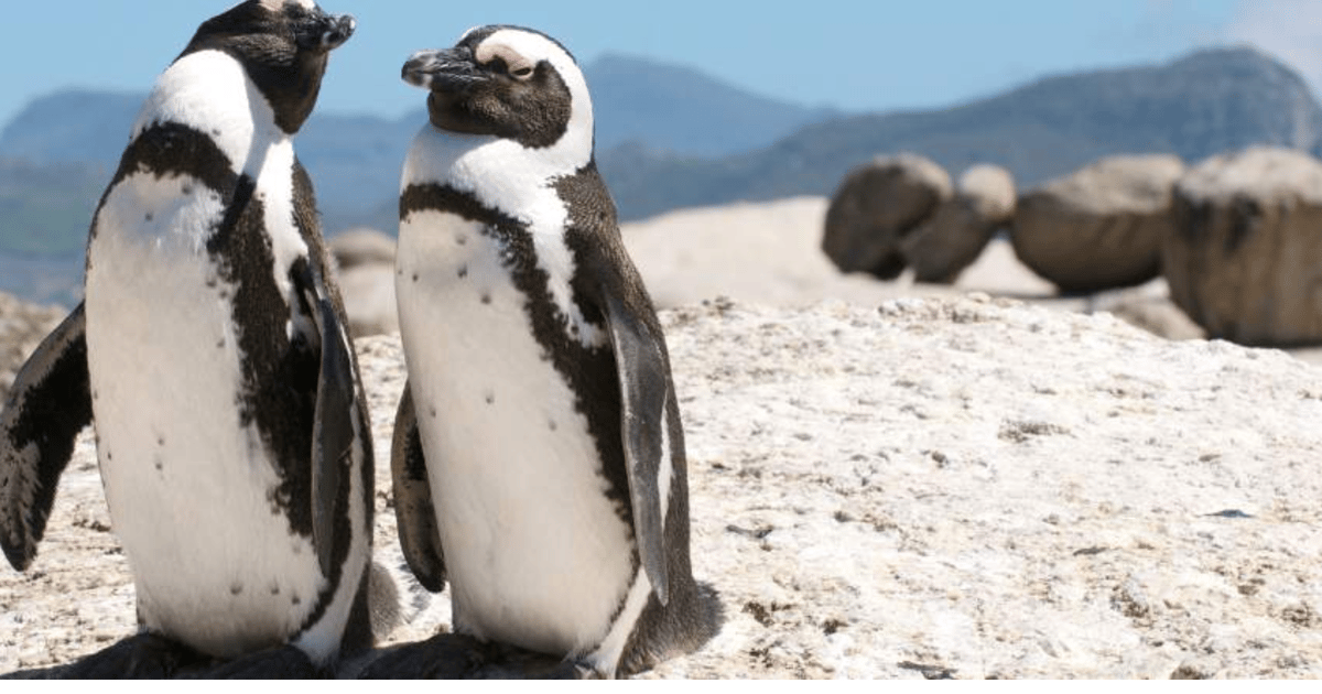 Taffelberget, Boulders Beach och vinprovningstur | GetYourGuide