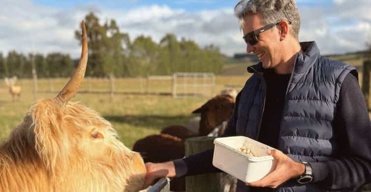 Te Anau: Sheep Shearing Farm Tour with Milford Sound Cruise | GetYourGuide