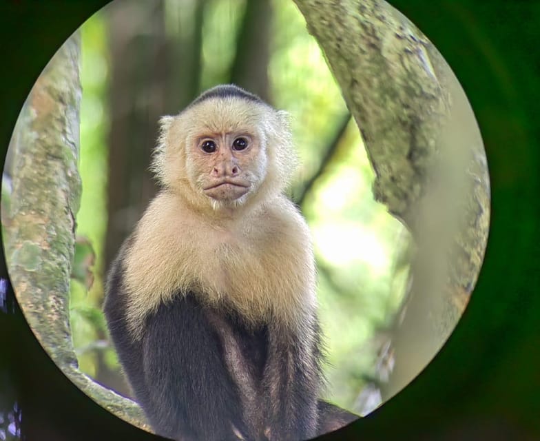 Excursión a los manglares de los monos Actividad de lujo | GetYourGuide