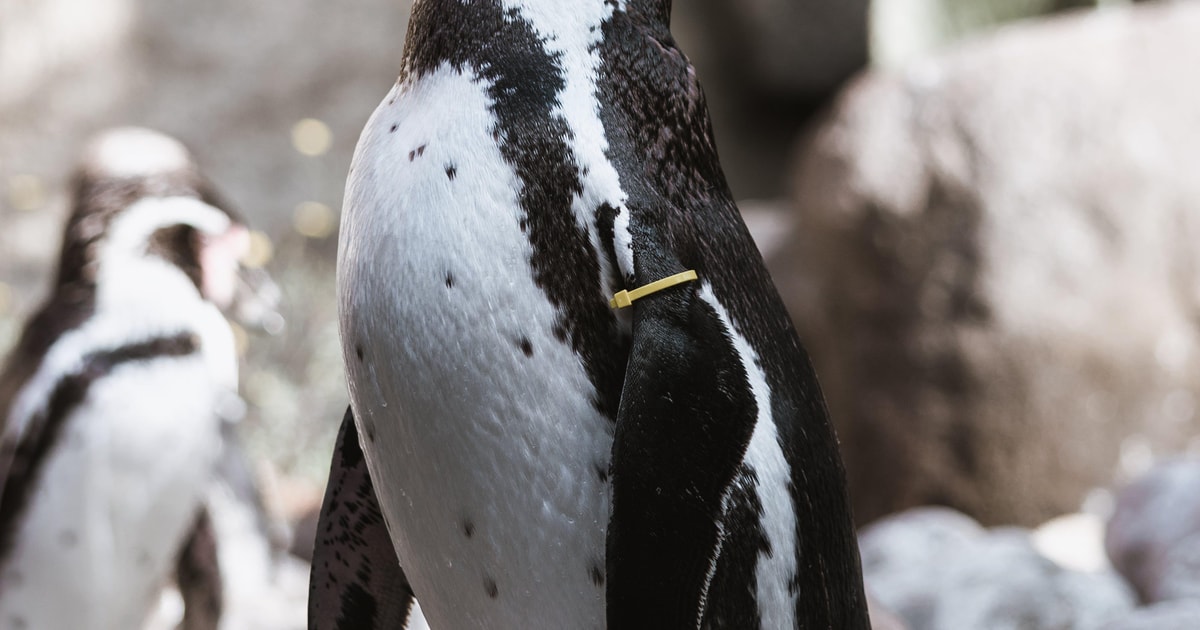 5 päivän safari Amboselissa, Nakuru-järvellä ja Maasai Marassa ...