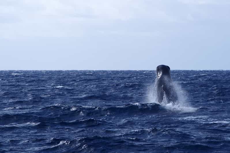 Funchal: Dolphin and Whale Watching by Luxury Catamaran | GetYourGuide
