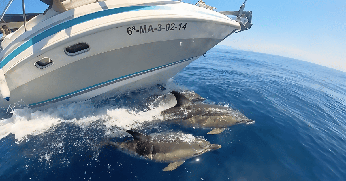 Benalmadena: Bootstour zur Delfin-Sichtung | GetYourGuide