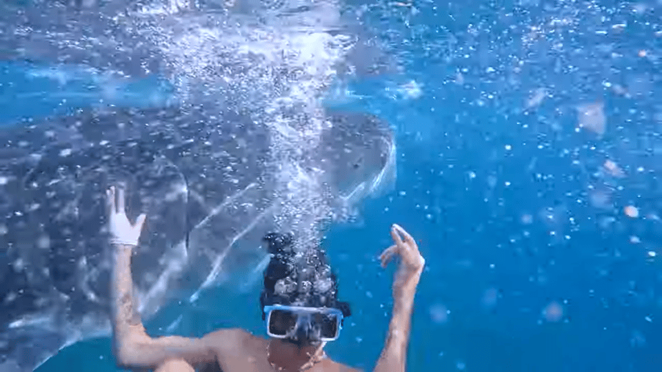 Cebu:Whale Shark Encounter &Moalboal Sardines &Turtle Thrill | GetYourGuide