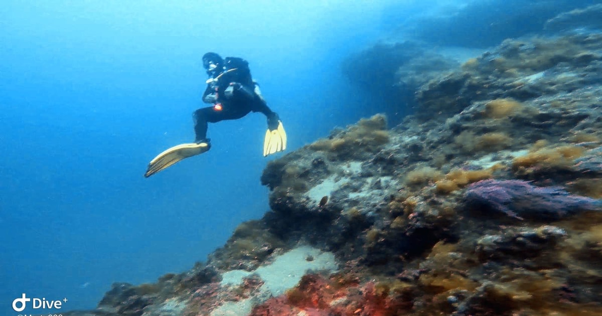 ¡Bucear es divertido! | GetYourGuide