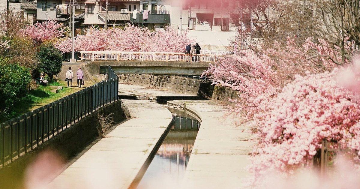 Kyoto: Cherry Blossoms, Matcha, and Fushimi Inari Day Tour | GetYourGuide