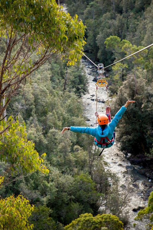 Launceston: Hollybank Forest Treetop Zip Lining with Guide | GetYourGuide