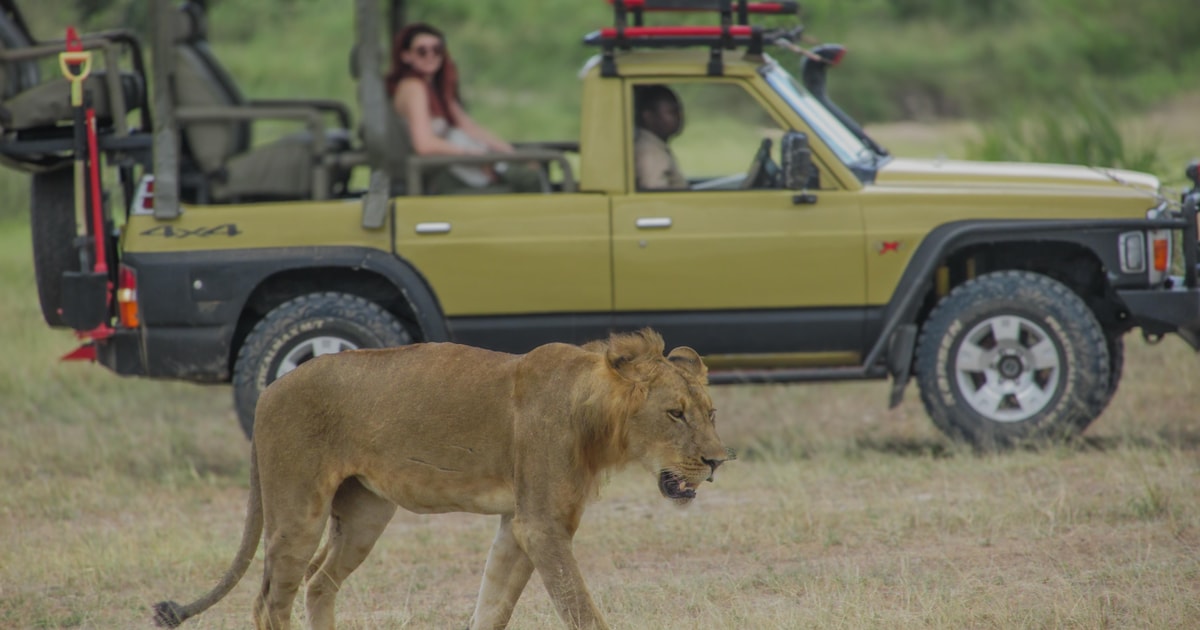 2-Day Amazing Safari Mikumi NP and Maasai Cult | GetYourGuide