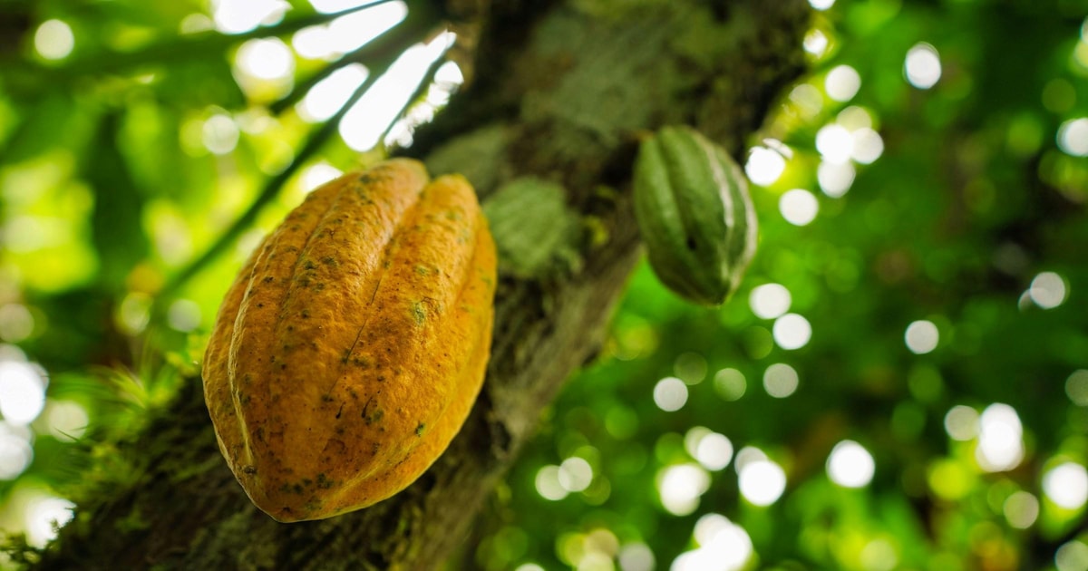 La Fortuna: Chocolate-Making Experience with Tastings | GetYourGuide