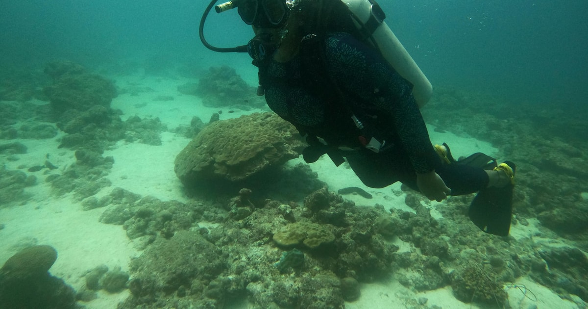 Mirissa: Unforgettable Scuba Diving Experience with Coral | GetYourGuide