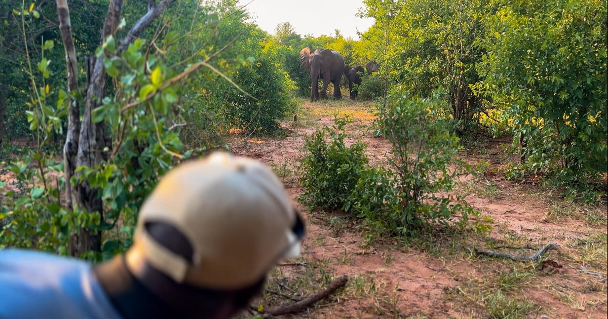 Victoria Falls: Game Walk in the Zambezi National Park | GetYourGuide