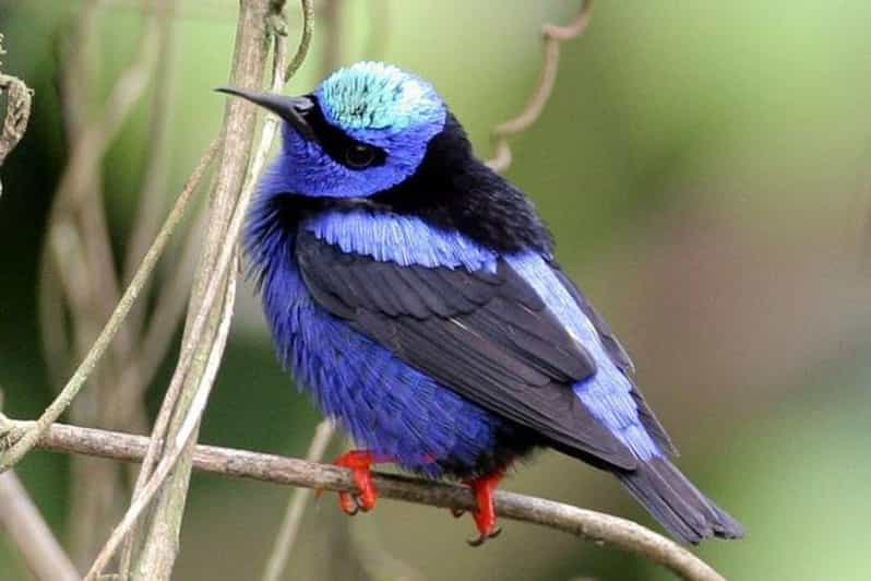 From Cancun: Bird Watching Day Tour | GetYourGuide