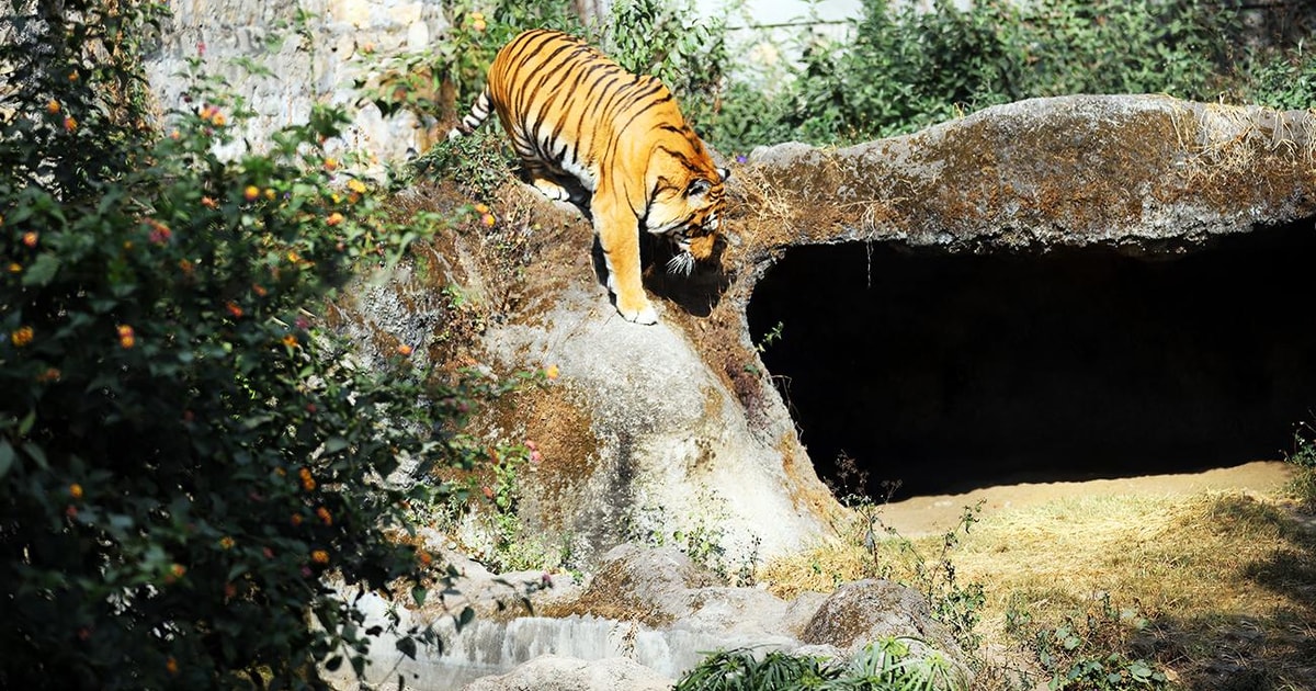 Kathmandu: Central Zoo Tour | GetYourGuide