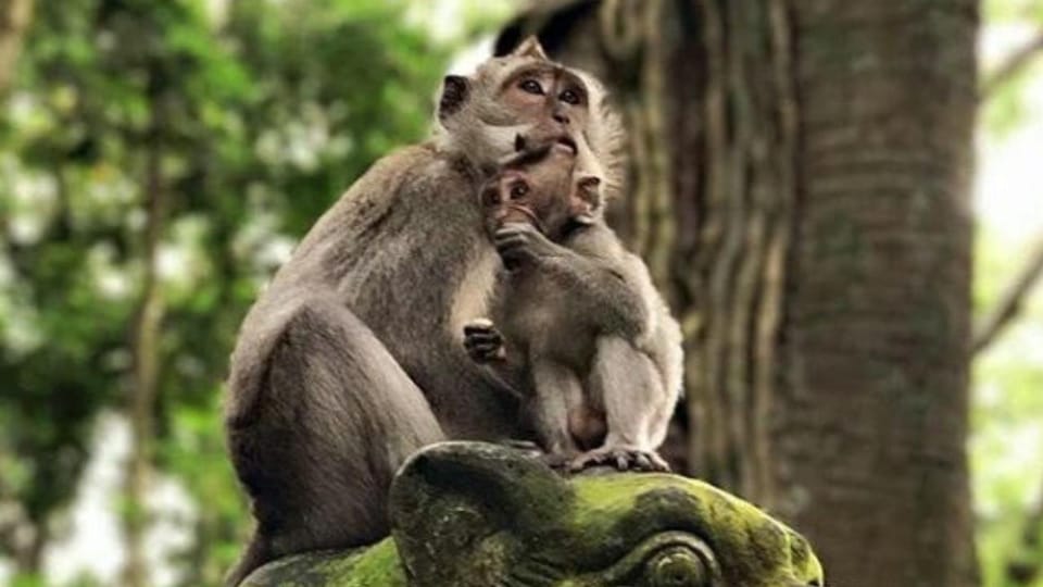 Ubud: Monkey Forest, Rice Terraces, Temple&Petanu Waterfall | GetYourGuide