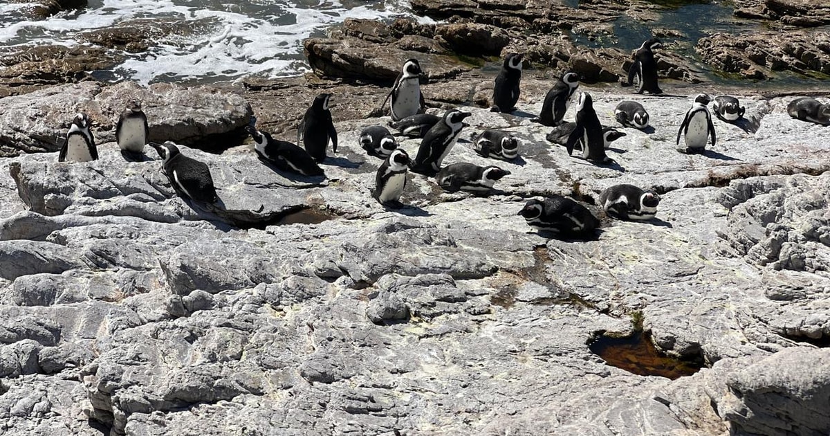 Fælles guidet tur i Kap Det Gode Håb og Taffelbjerget | GetYourGuide