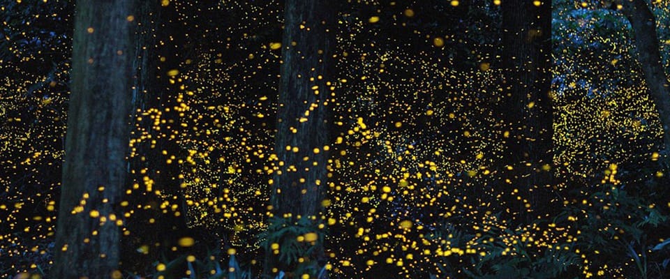 Puerto Princesa Firefly Watching (shared tour) | GetYourGuide