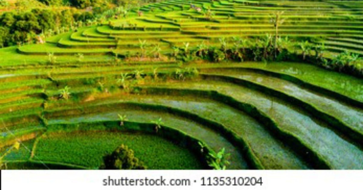 Yogyakarta; Rice terraces Selogriyo & Borobudur Sunset | GetYourGuide