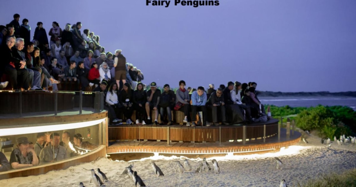 Melbourne: Private Phillip Island Penguin Parade Tour | GetYourGuide