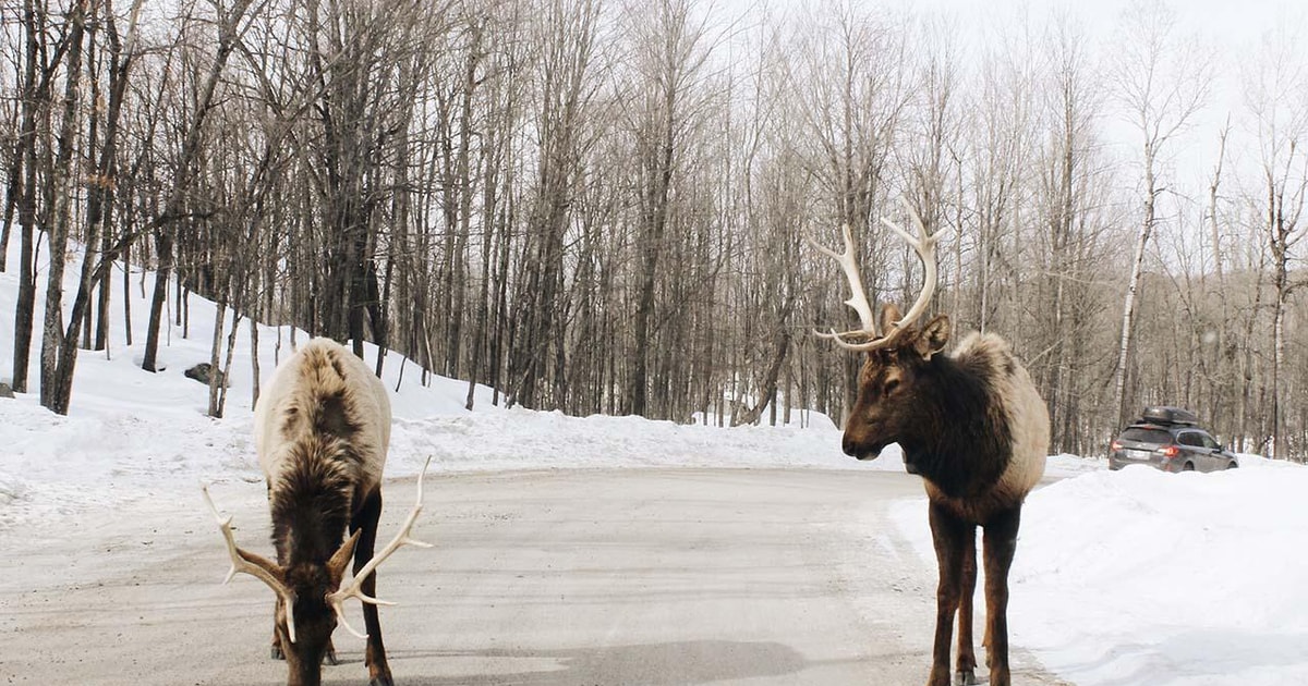 Guided Wilderness Safari: Canada's Heart of Wildlife | GetYourGuide