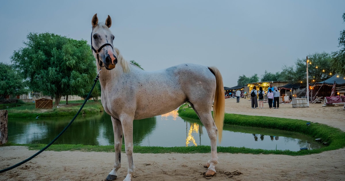 Dubai: paardrijden in de Al Marmoom-oase met snack | GetYourGuide