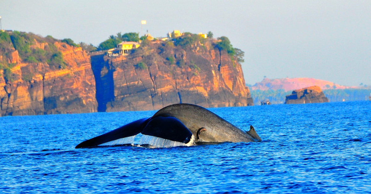 Trincomalee: tour en barco para avistar delfines y ballenas | GetYourGuide
