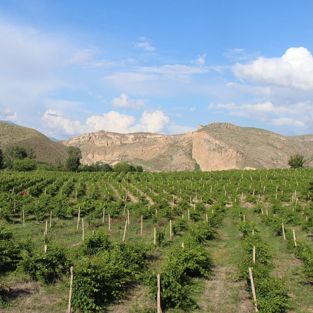 Vayots Dzor Wine Route Day Tour, upptäck Arenis vingårdar | GetYourGuide