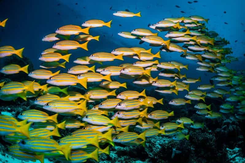 Dolphin Tour, Ngonga Cave, Kuza Cave, Blue Lagoon, The Rock | GetYourGuide