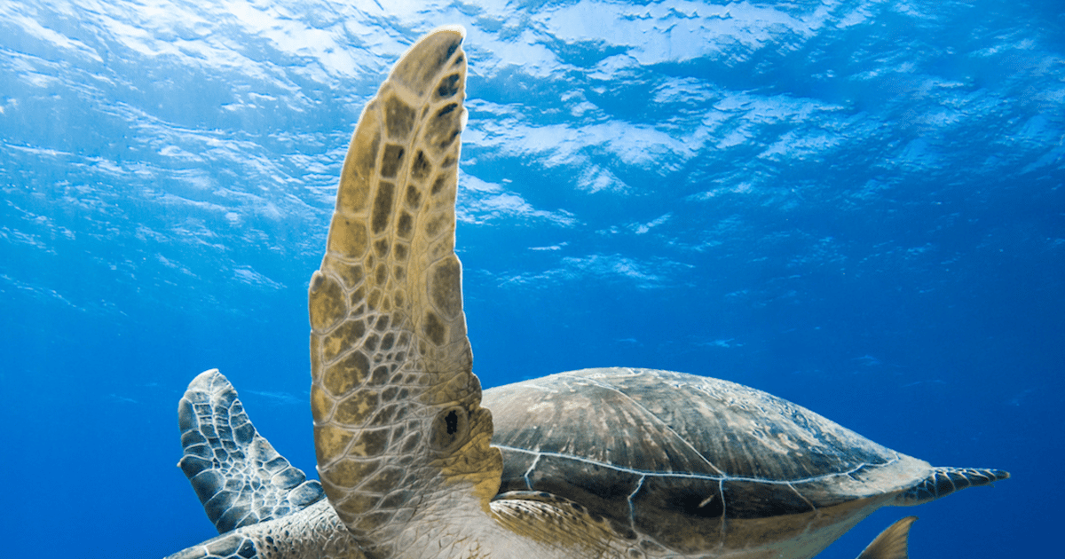 Oman: Discover Scuba Diving Experience | GetYourGuide