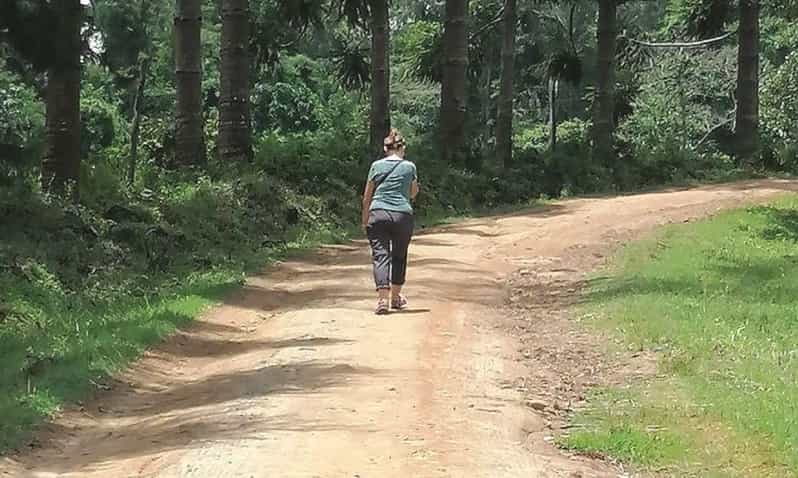 Day Trip to Magamba Rainforest & Irente View-Tanga City | GetYourGuide