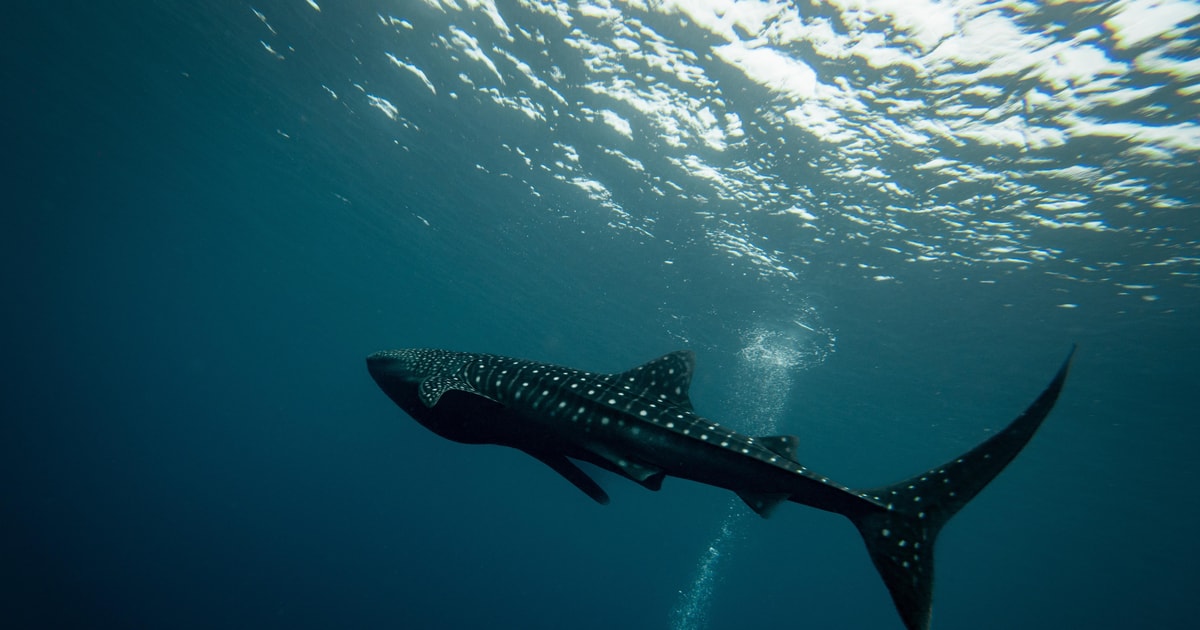 Bohol Whaleshark Watching Private Tour | GetYourGuide