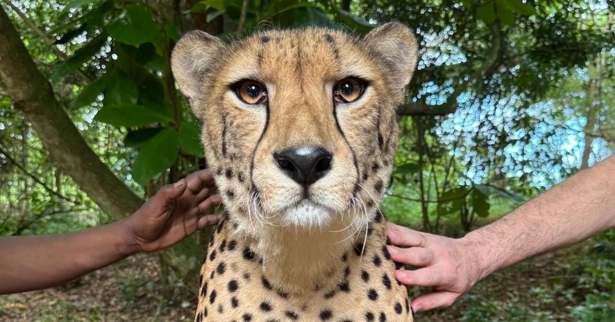 Zanzibar: Cheetah Rock Wildlife tour & VIP Otters Experience | GetYourGuide