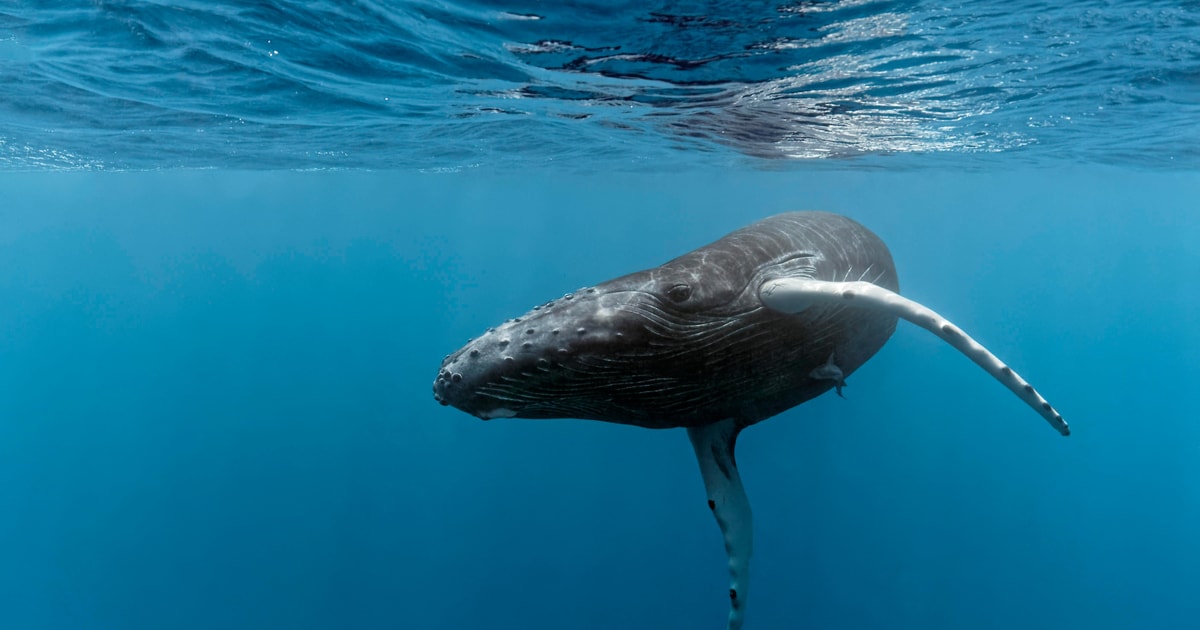 Parque Nacional Marino Ballena: Avistamiento de ballenas en Uvita ...