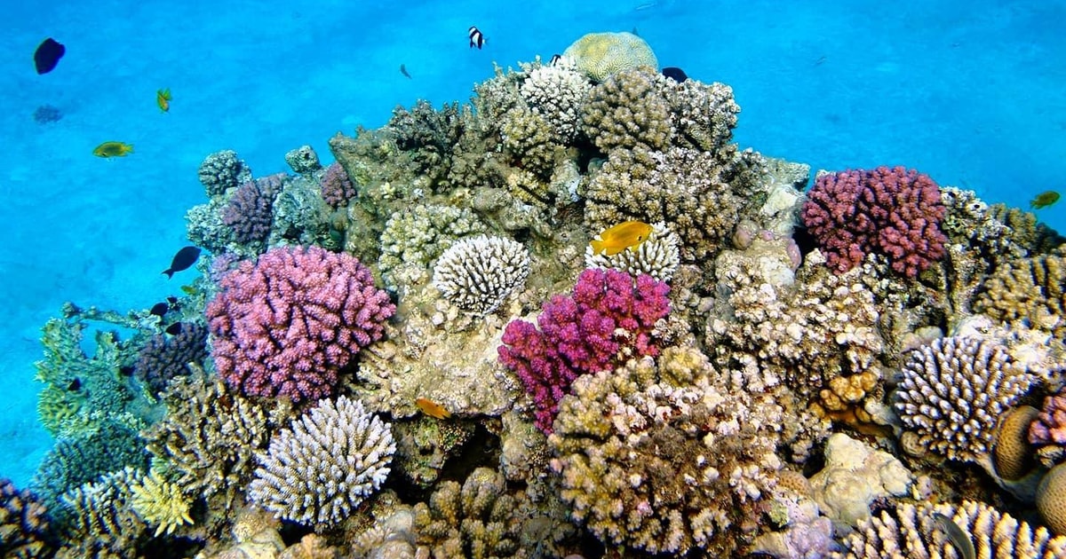 ZANZIBAR: BAWE ISLAND SNORKELING | GetYourGuide