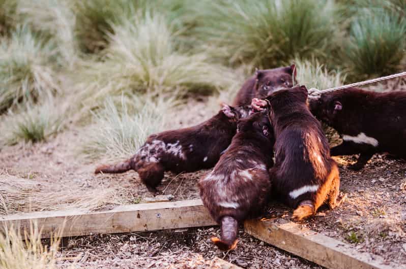 Cradle Mountain: After Dark Tasmanian Devil Feeding Tour | GetYourGuide