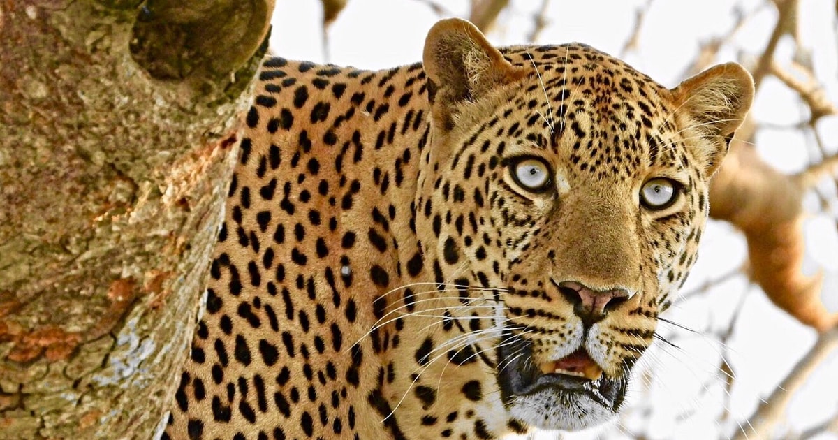 Nairobi National Park half day guided tour. | GetYourGuide