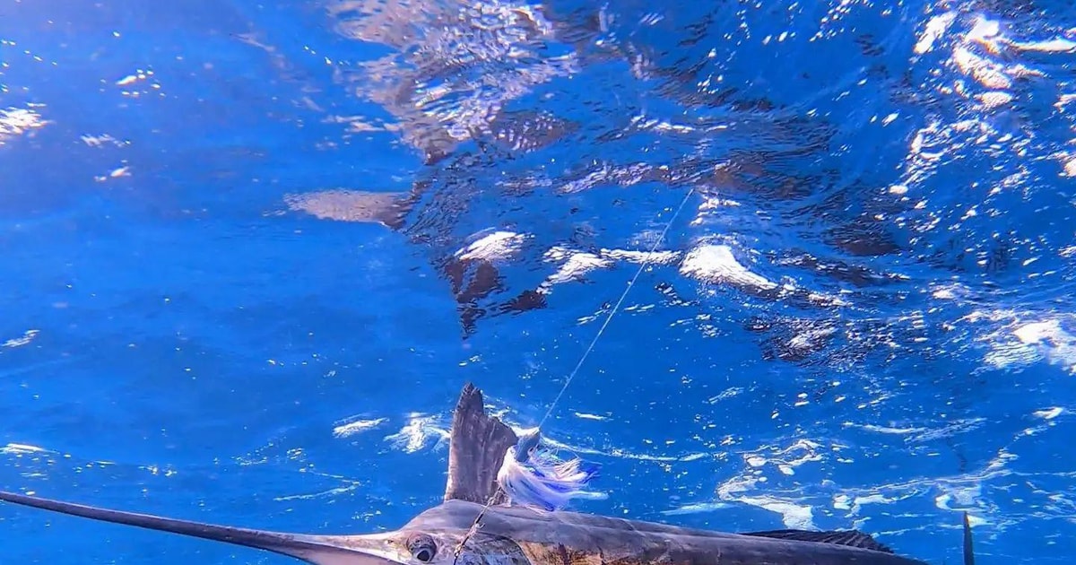 Gioco della pesca a Zanzibar | GetYourGuide