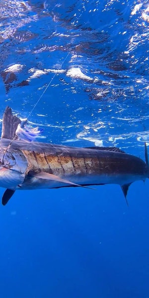 Zanzibar fishing adventure | GetYourGuide