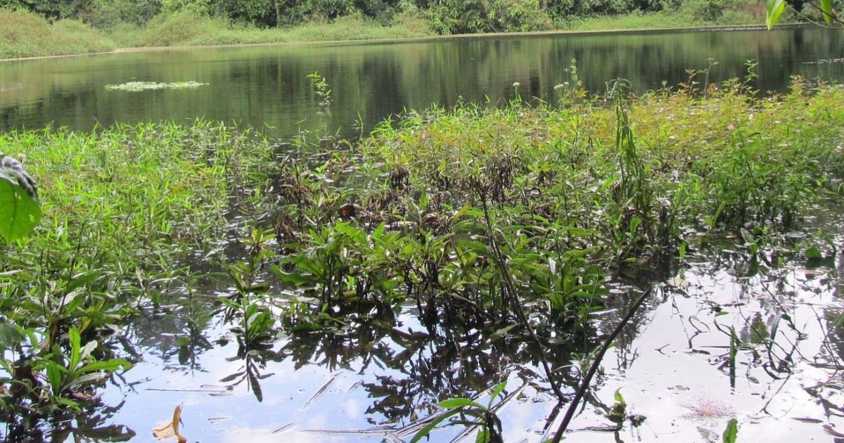 Pemba: Ngezi Forest and Vumawimbi Beach Tour | GetYourGuide